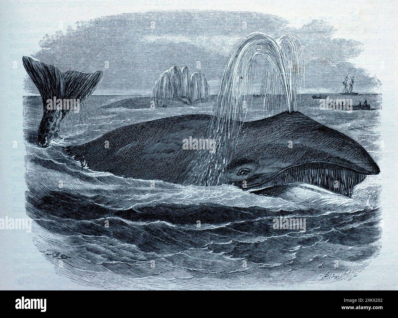 Black & White Illustration: Whale - spouting Stock Photo - Alamy