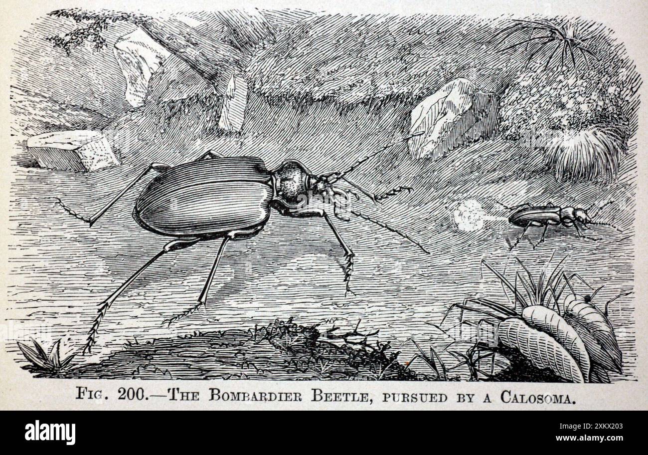 Black & White Illustration: Bombadier beetle defensive Stock Photo - Alamy