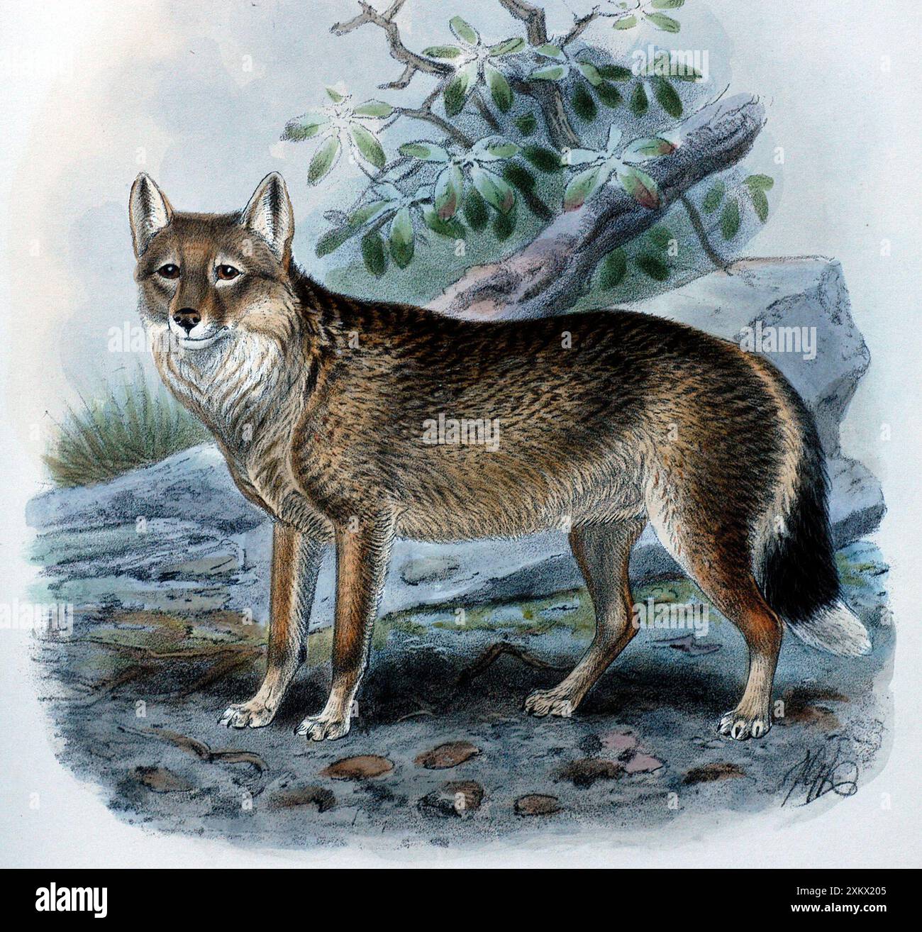 Illustration: Antarctic / Falklands wolf- from Stock Photo - Alamy