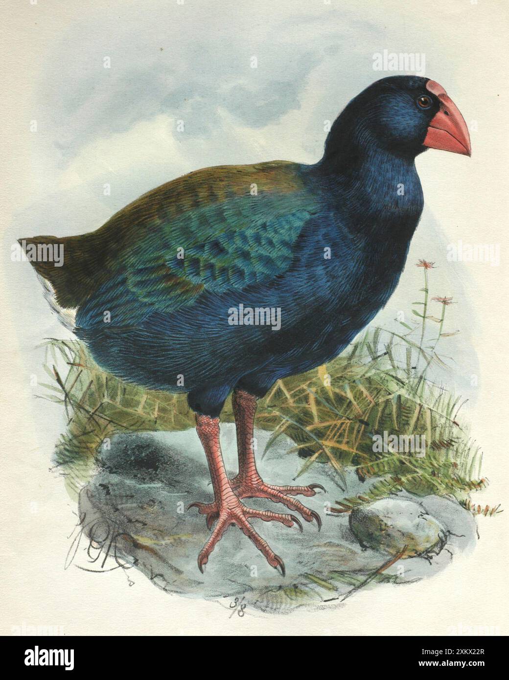 Illustration: Takahe. From Rothschild 1907, original Stock Photo - Alamy