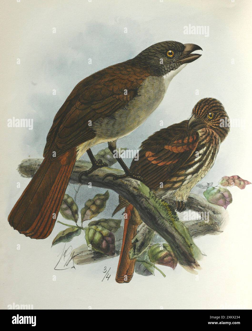 Illustration: New Zealand thrush. From Buller 1873 Stock Photo - Alamy