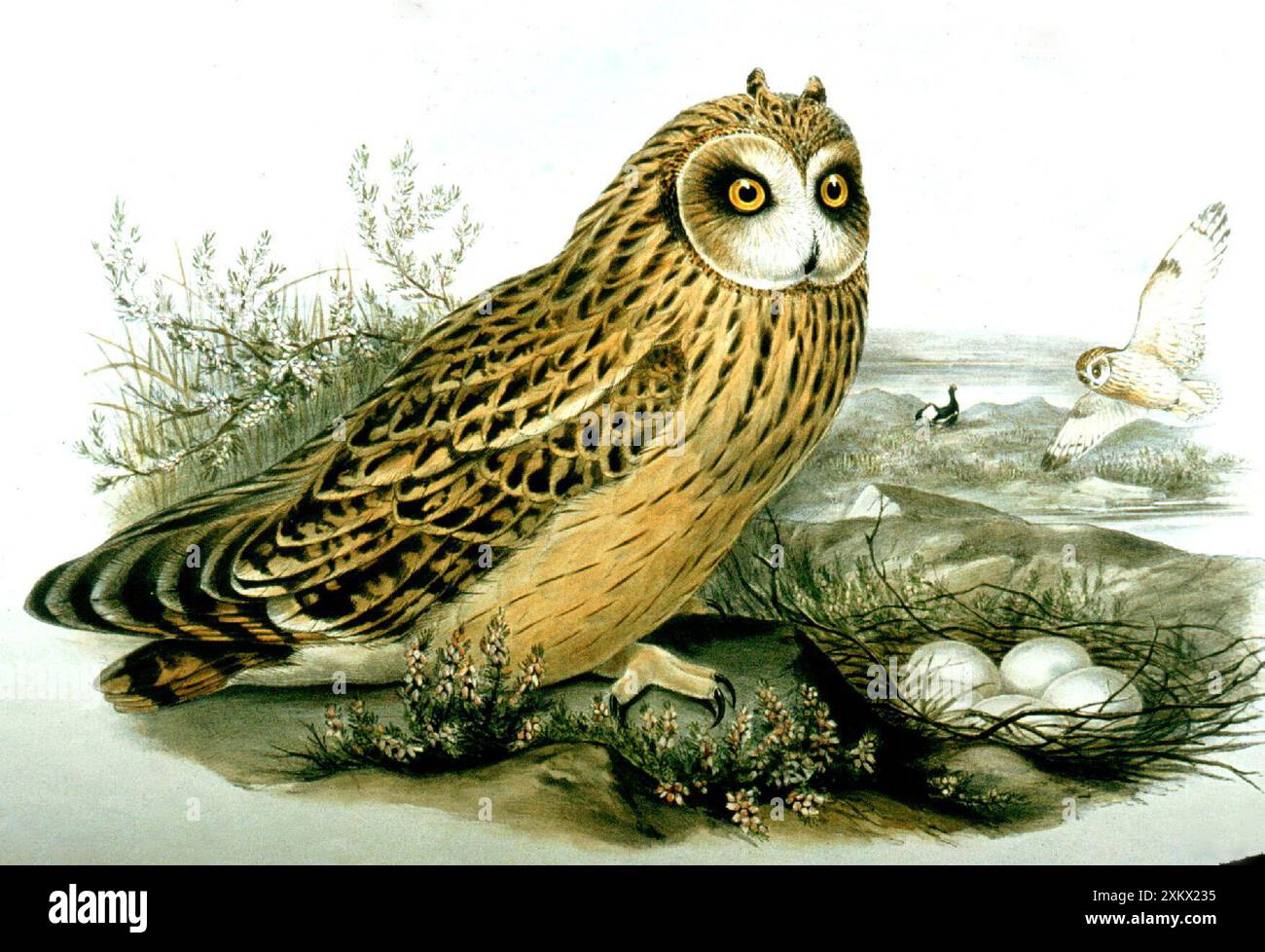 Lithograph Illustration: Short-eared Owl at nest Stock Photo - Alamy