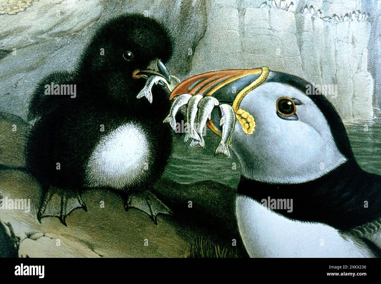 Baby puffin and mother hi-res stock photography and images - Alamy