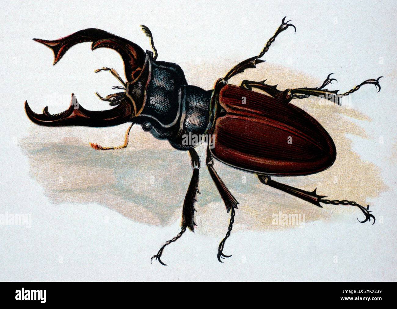 Giant Stag Beetle Tattoo 25 Of The Best Unique Beetle Tattoos Tattoo