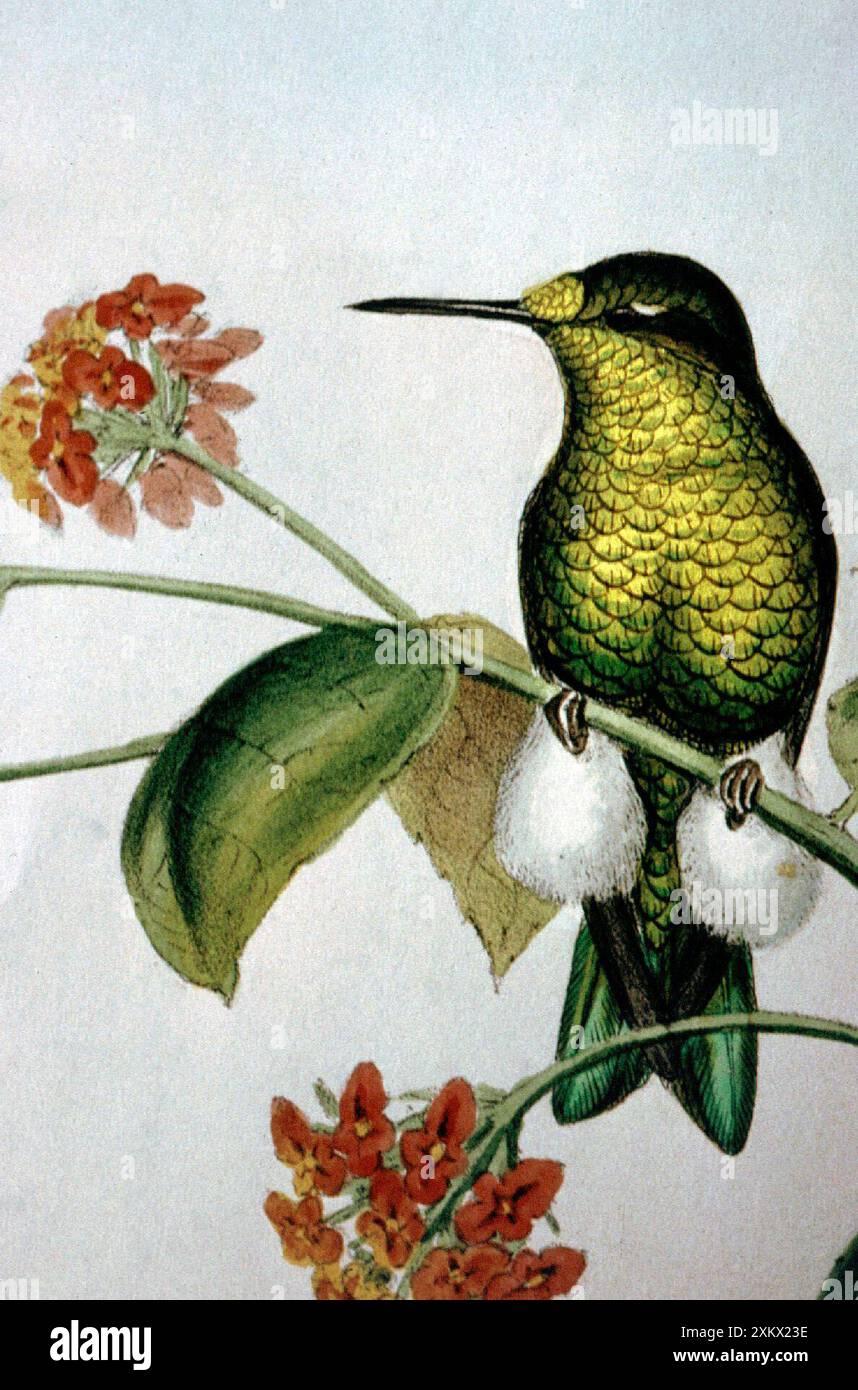 Lithograph Illustration: Hummingbird - Emerald-bellied Stock Photo - Alamy