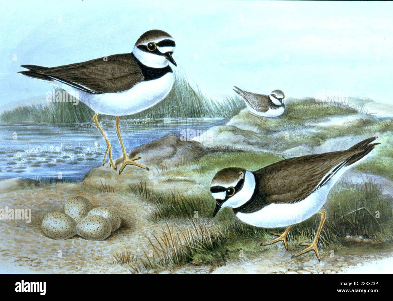 Lithograph Illustration: Little ringed Plover Stock Photo - Alamy