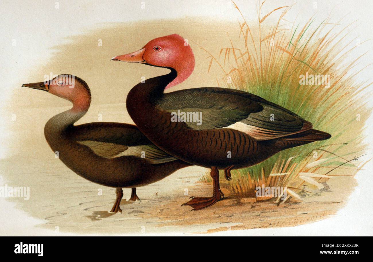 Extinct Species Pink Head Duck Pink Headed Duck, Where Are They?
