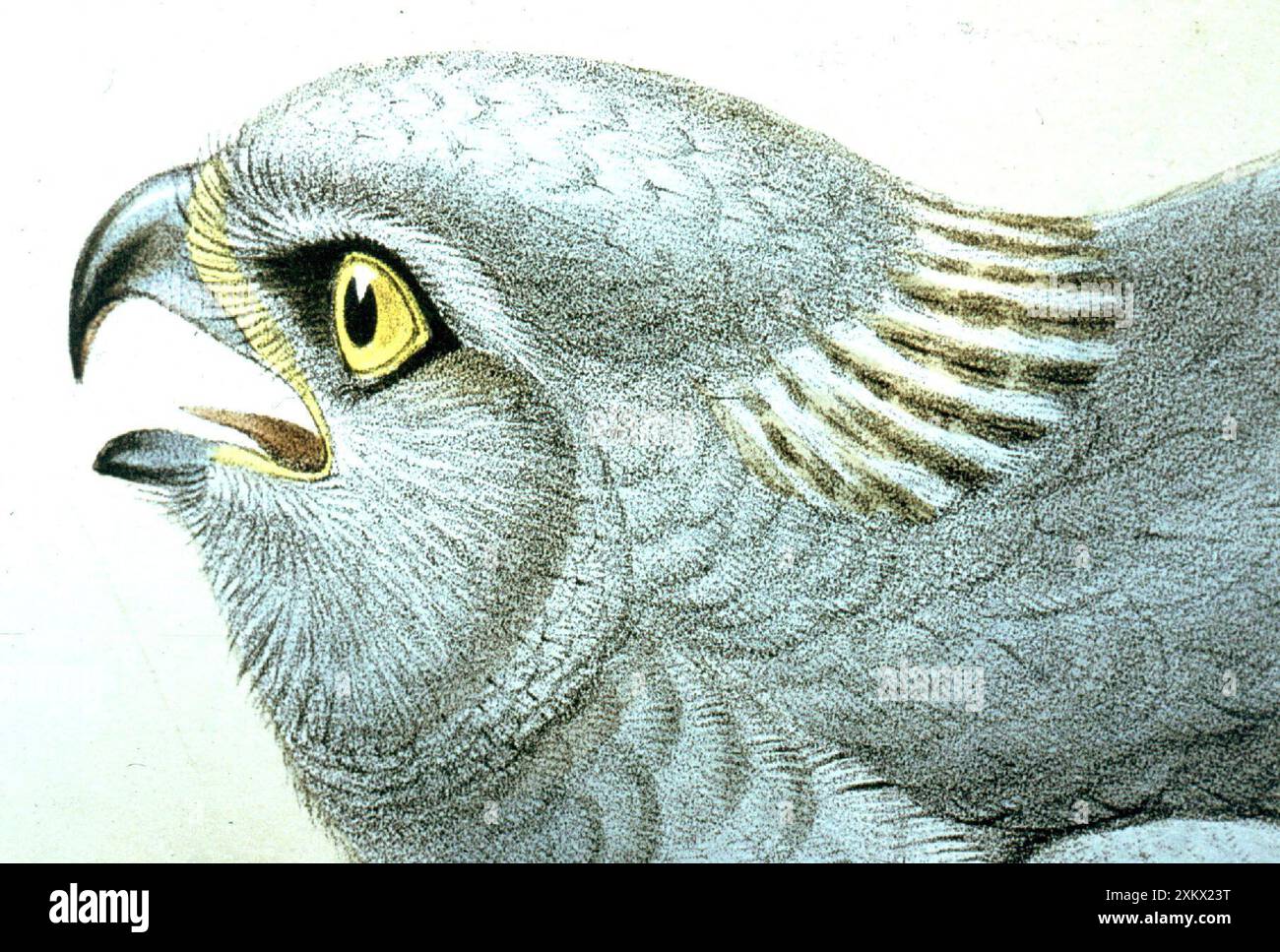 Lithograph Illustration: Hen Harrier (Male) - from Stock Photo - Alamy