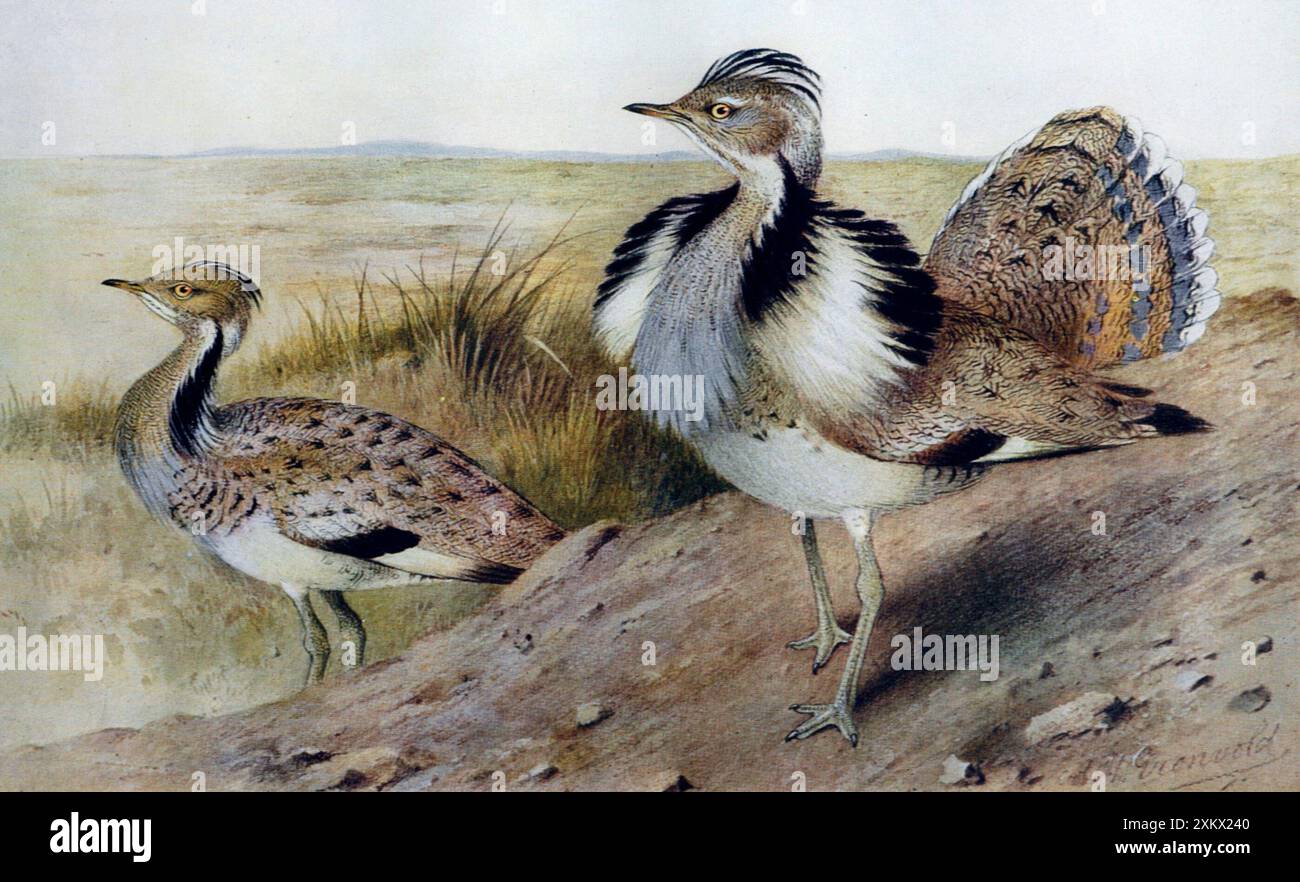 Illustration: Houbara / MacQueen's Bustard. From Baker 1921 Stock Photo ...