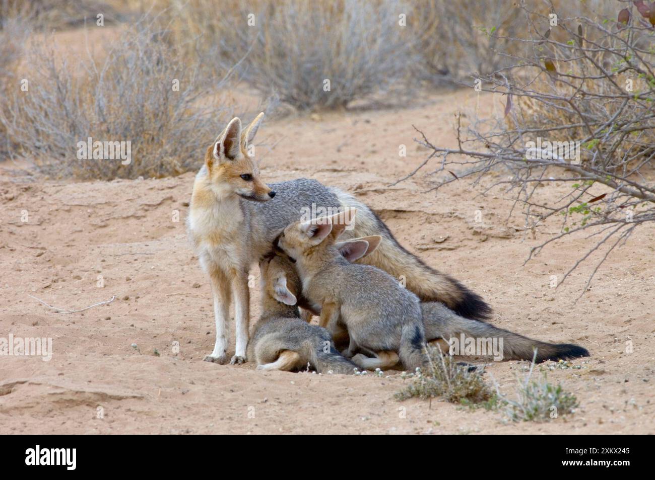 Cape Fox - Female suckling well-grown pups Stock Photo - Alamy