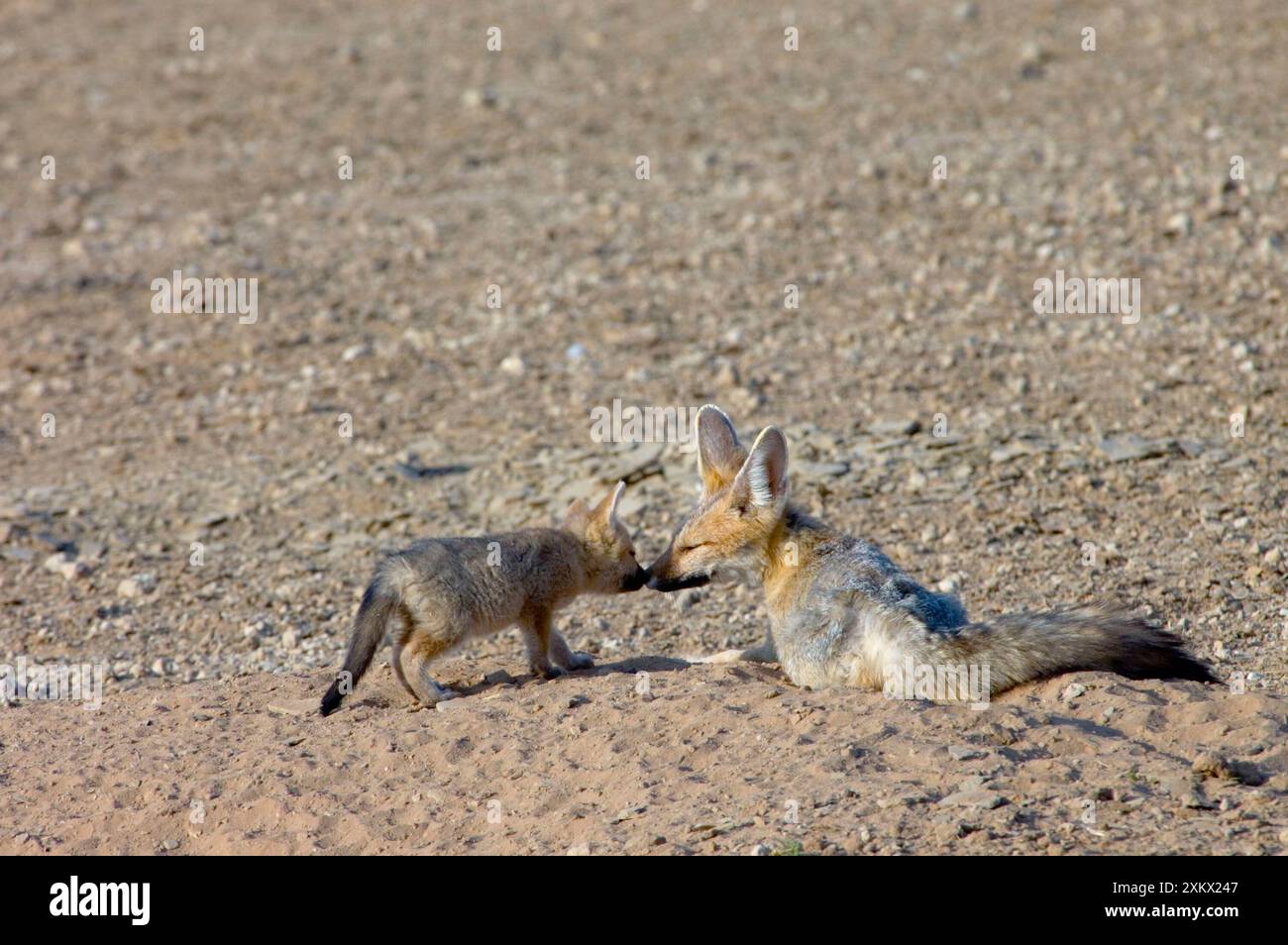 Cape Fox - Pup greeting adult Stock Photo - Alamy