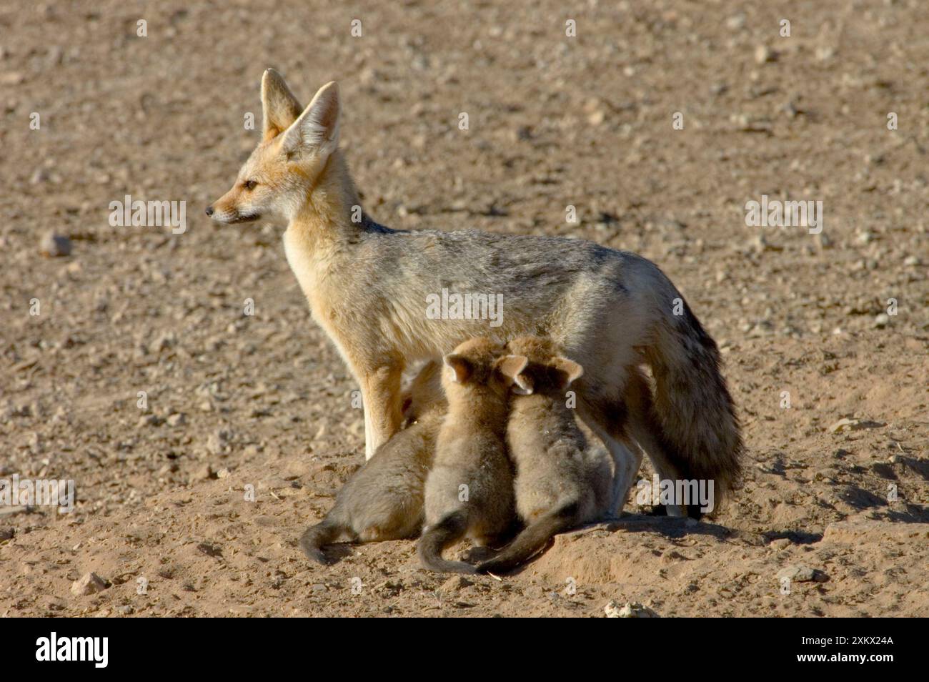 Cape Fox - Female suckling young pups Stock Photo - Alamy