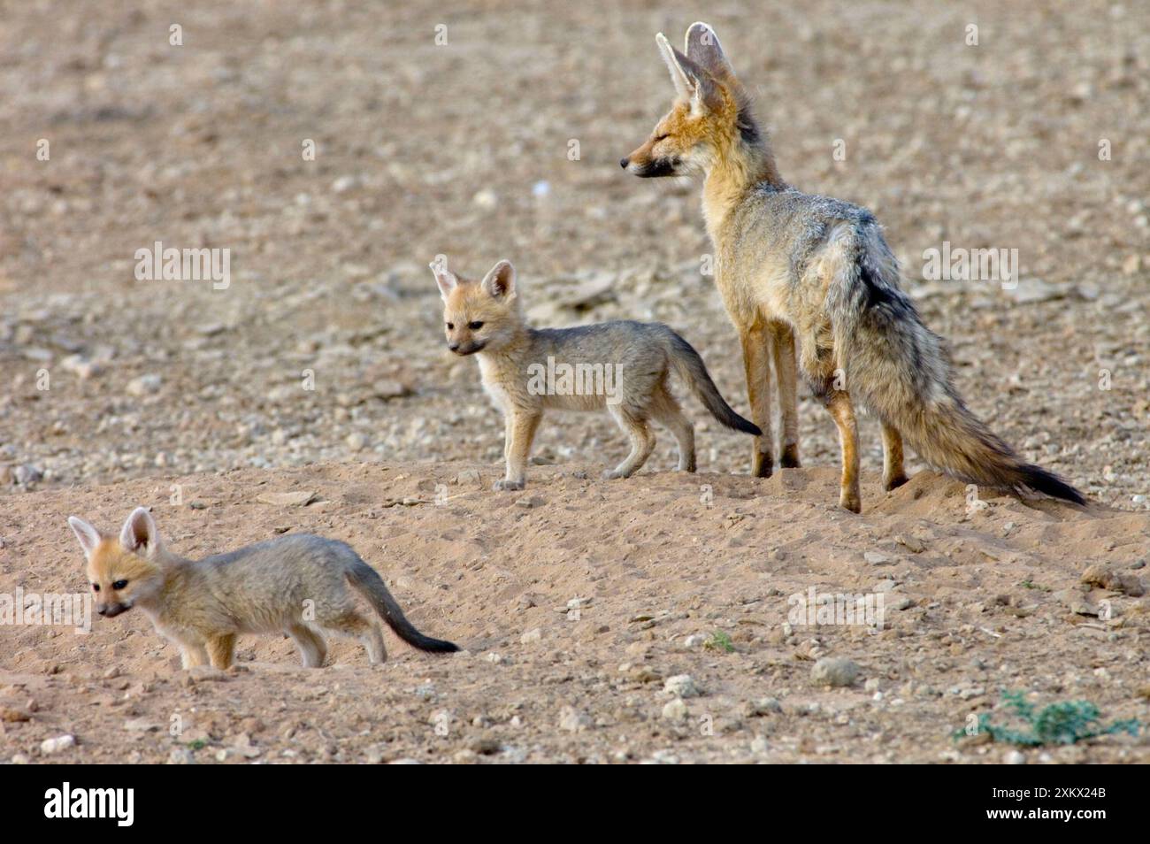 Cape Fox - Female with pups at burrow entrance Stock Photo - Alamy