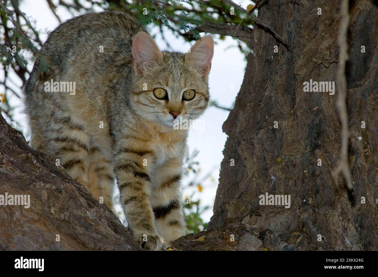 African Wild Cat - Kitten sheltering in camelthorn Stock Photo - Alamy
