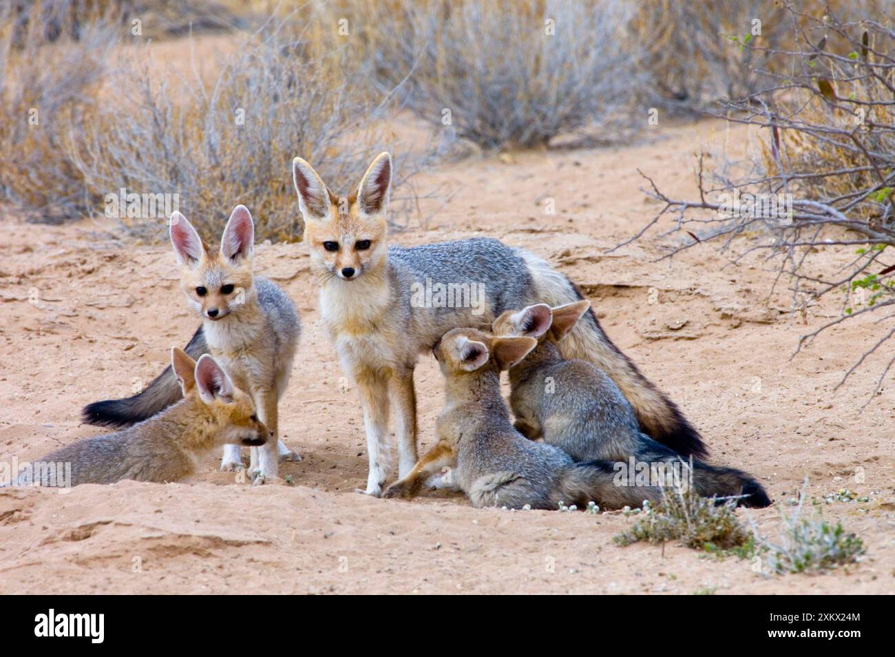 Cape Fox - Female suckling well-grown pups Stock Photo - Alamy