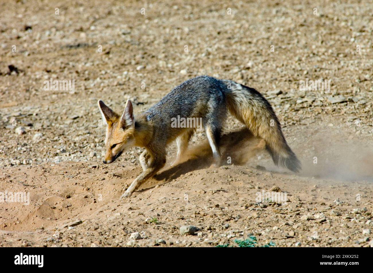 Fox digging hi-res stock photography and images - Alamy