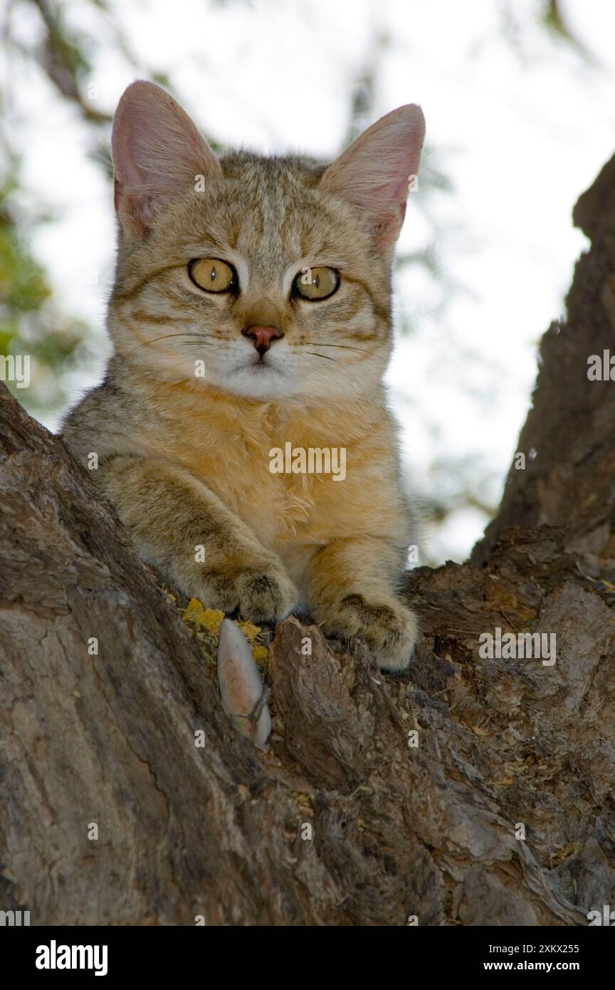 African Wild Cat - Kitten sheltering in camelthorn Stock Photo - Alamy