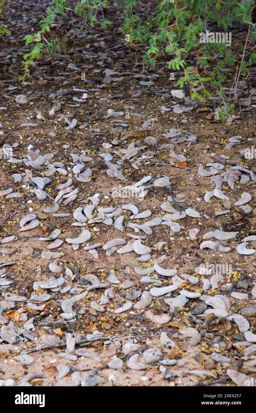 Camelthorn seeds hi-res stock photography and images - Alamy