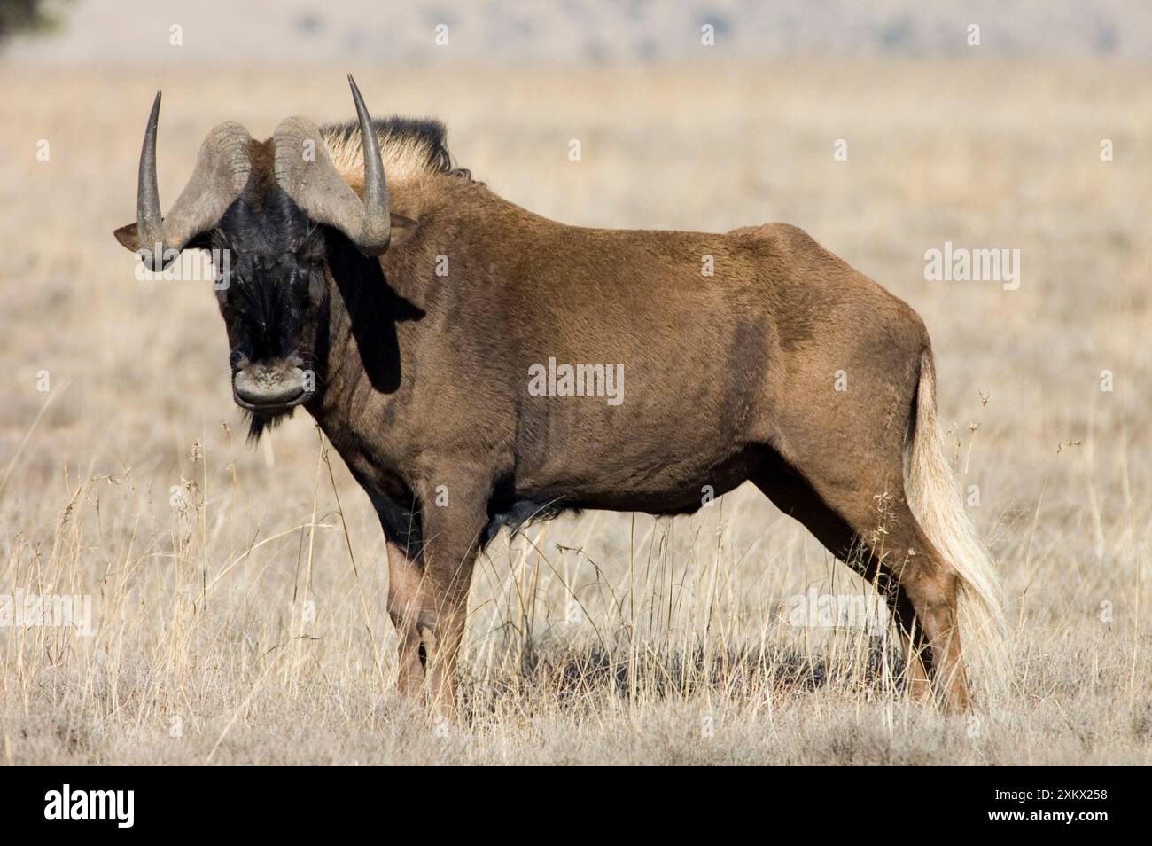 Black Wildebeest / White-tailed Gnu - Mature bull Stock Photo - Alamy