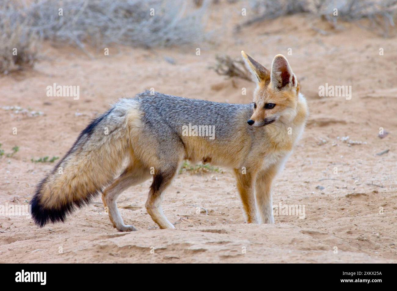 Cape Fox - Adult standing beside burrow entrance Stock Photo - Alamy