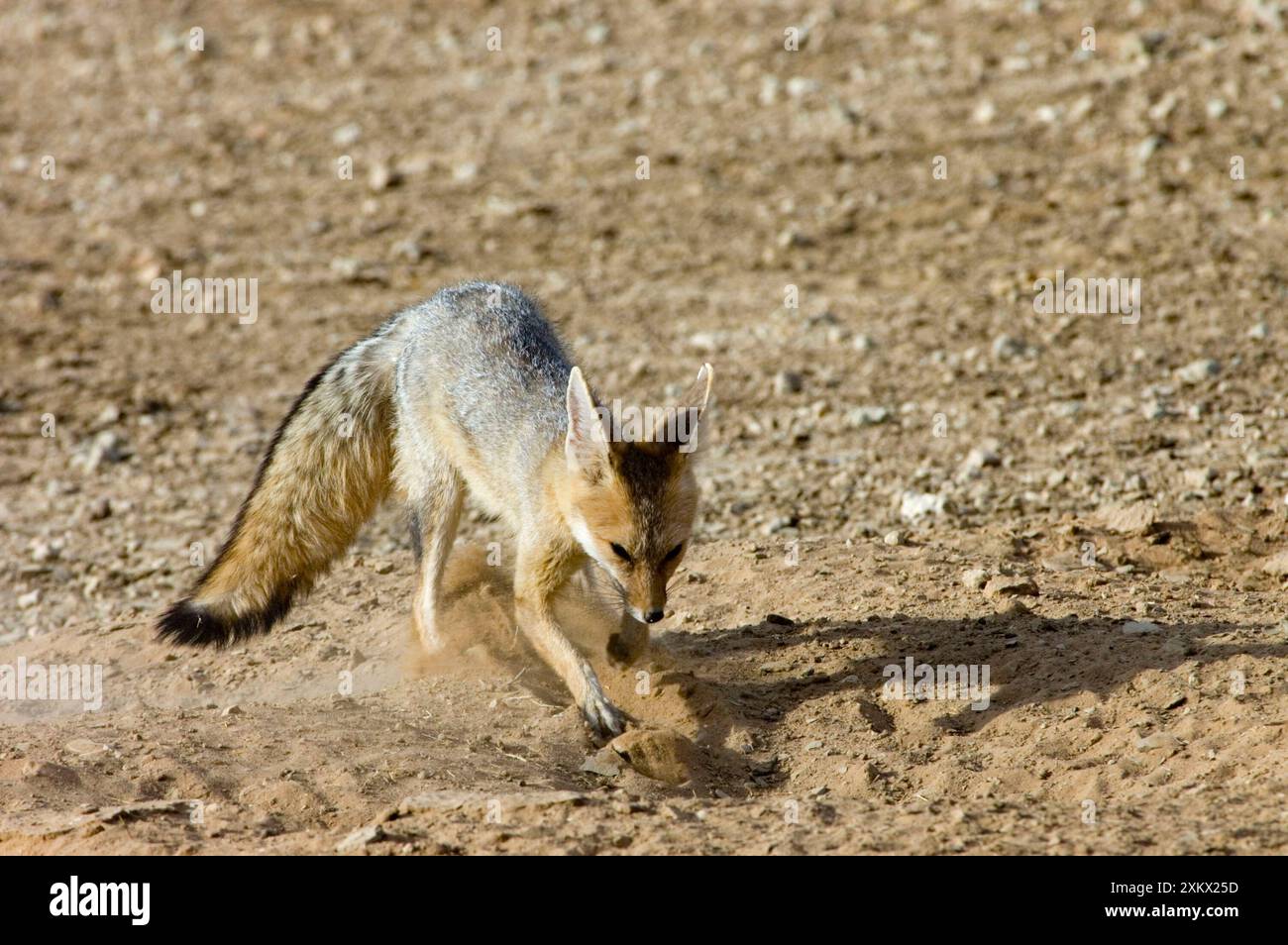 Cape Fox - Digging at burrow entrance Stock Photo - Alamy