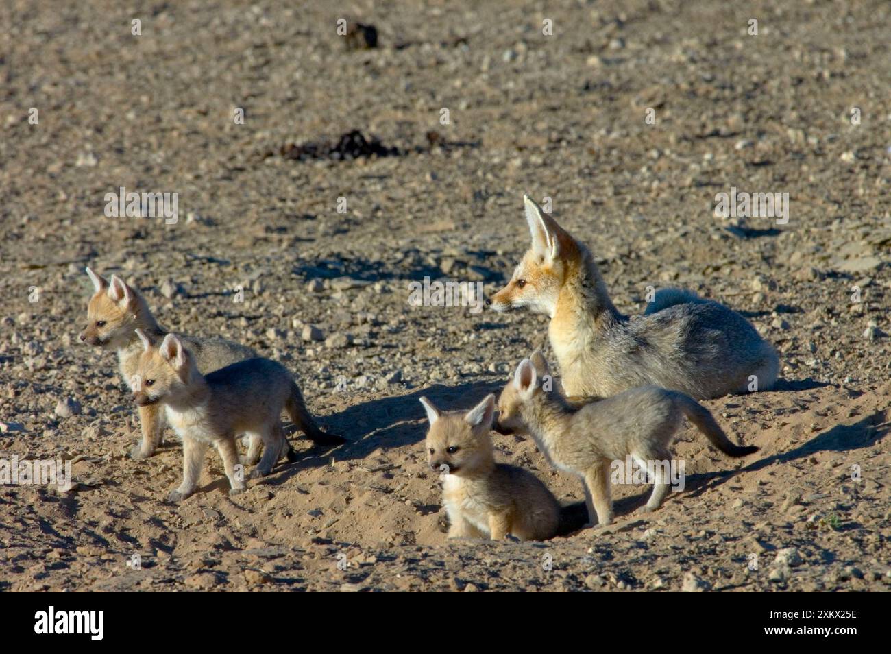 Cape Fox - Female with pups at burrow entrance Stock Photo - Alamy