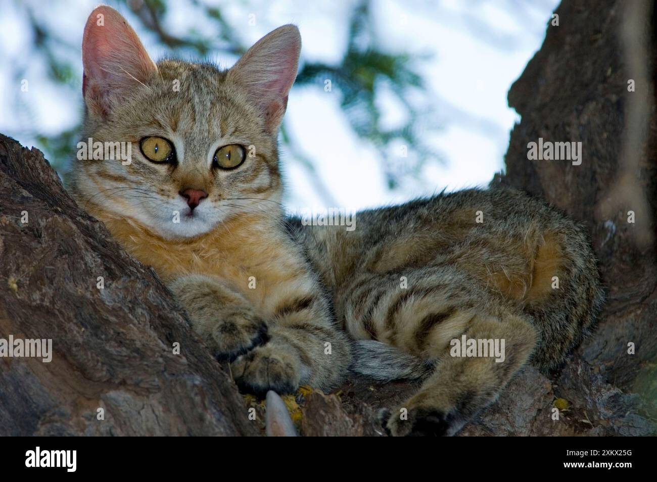African Wild Cat - Kitten sheltering in camelthorn Stock Photo - Alamy