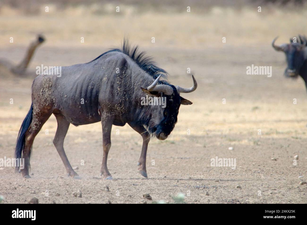Blue Wildebeest / Brindled Gnu / Common Wildebeest Stock Photo - Alamy