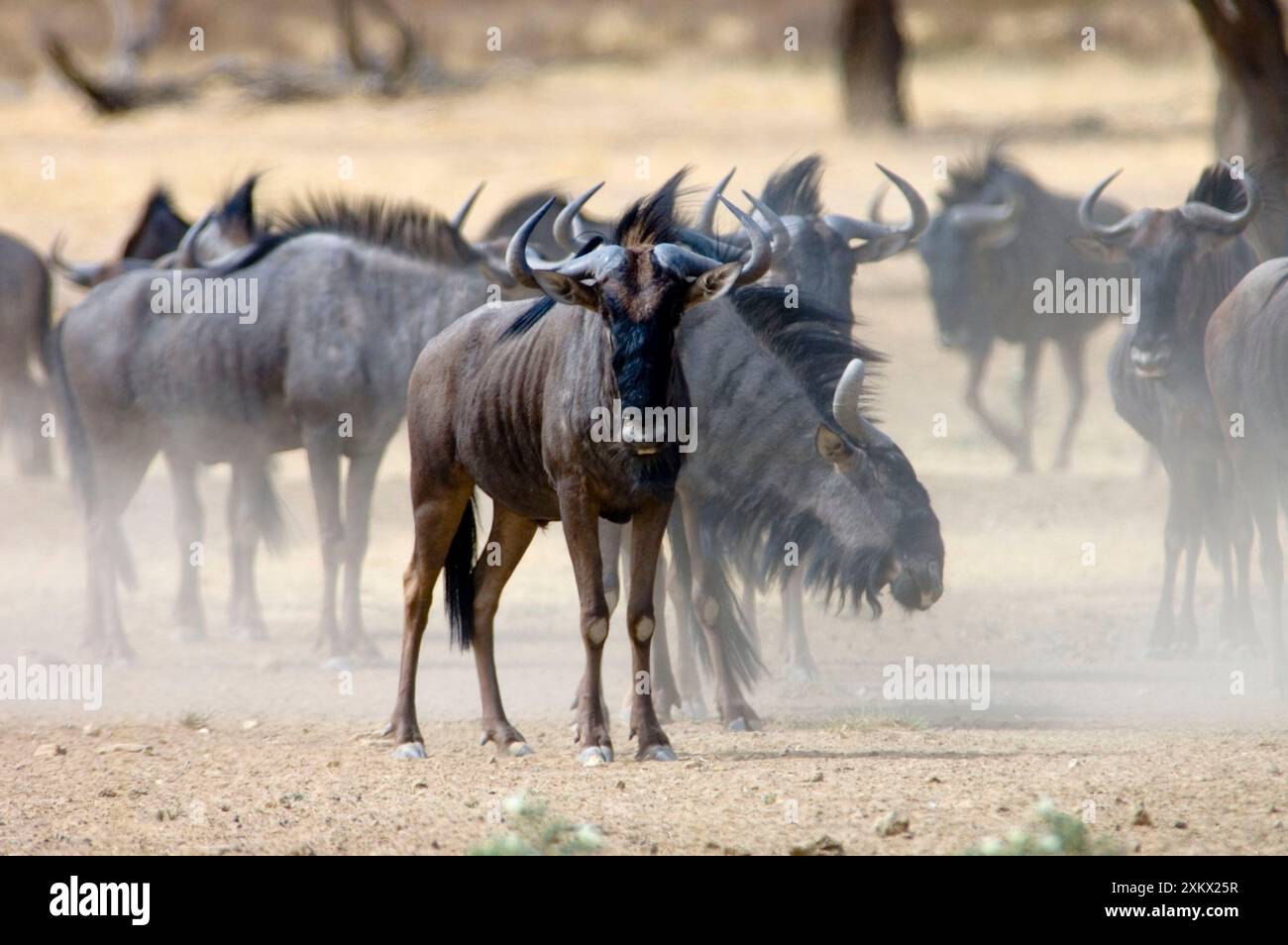 Brindled Gnu / Blue Wildebeest / Common Wildebeest Stock Photo - Alamy