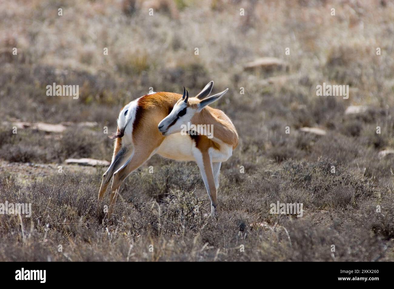 Springbok antelopes grooming hi-res stock photography and images - Alamy
