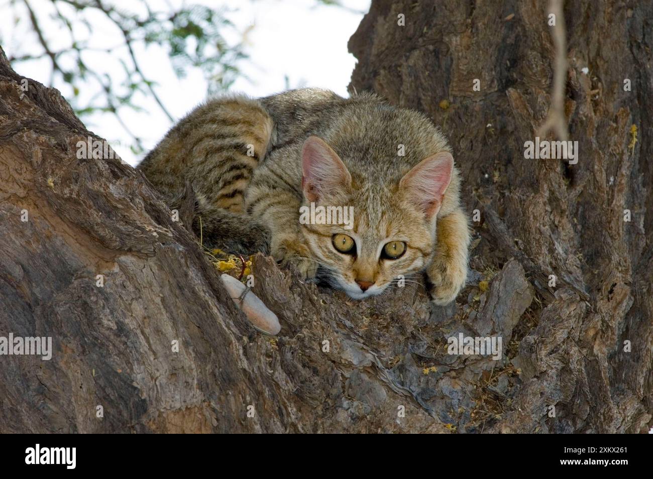 African Wild Cat - Kitten sheltering in camelthorn Stock Photo - Alamy