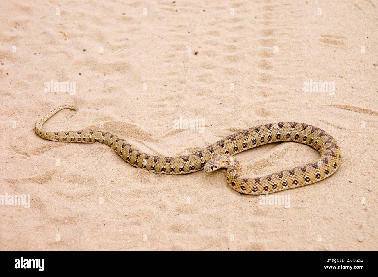 African egg eating snake hi-res stock photography and images - Alamy