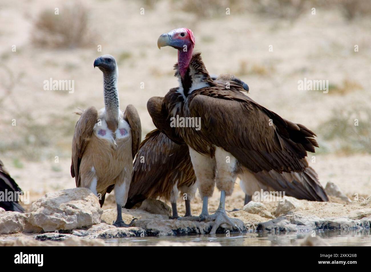 Lappet faced vulture water hi-res stock photography and images - Alamy