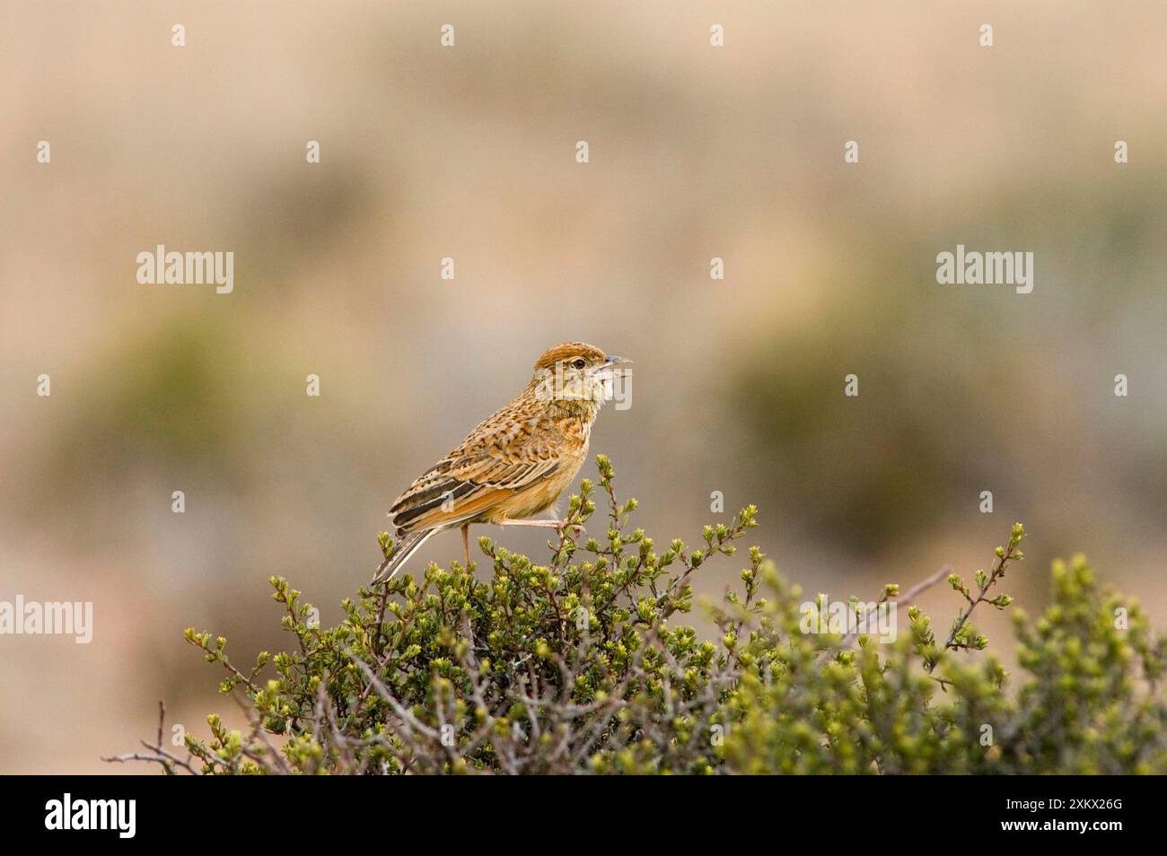 Eastern Clapper Lark - Male singing from perch Stock Photo - Alamy