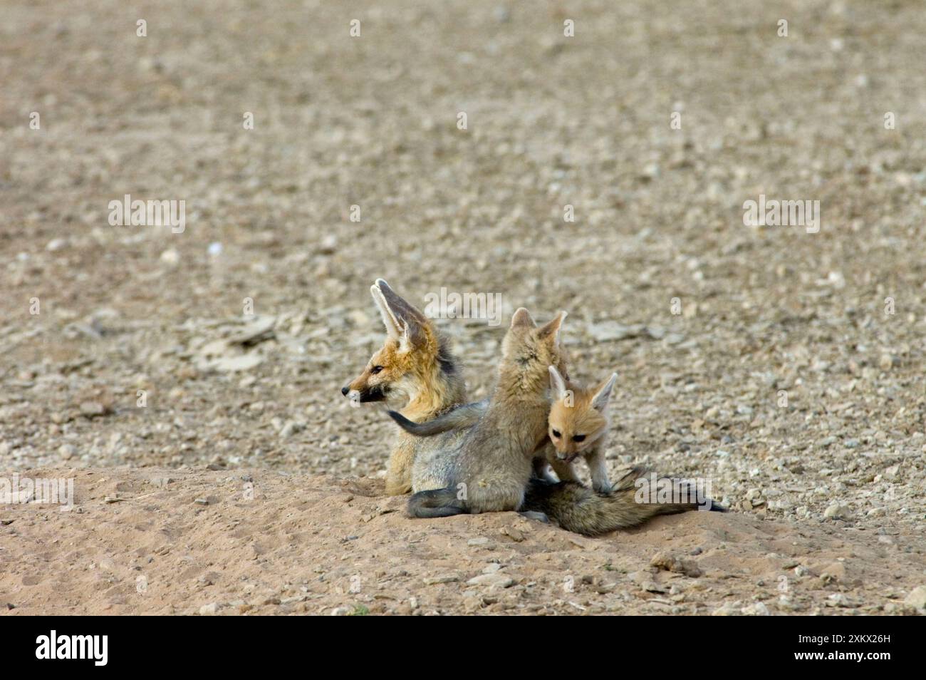 Cape Fox - Pups playing by adult Stock Photo - Alamy