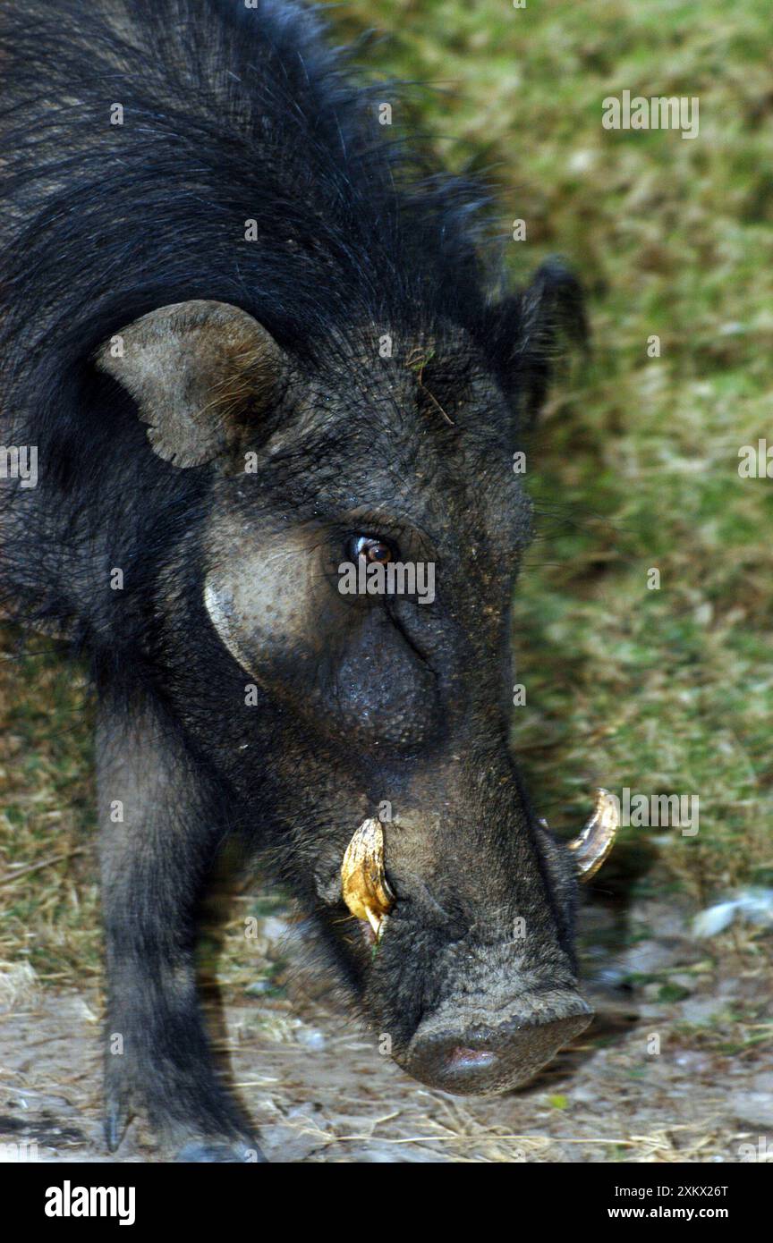 Giant Forest Hog Stock Photo - Alamy