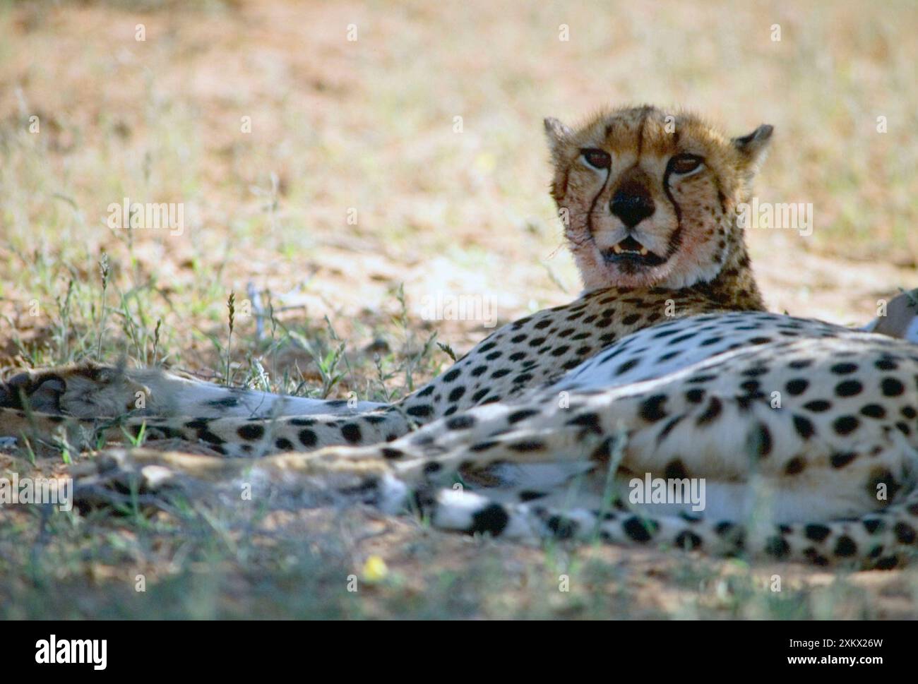 Cheetahs lying in shade hi-res stock photography and images - Alamy