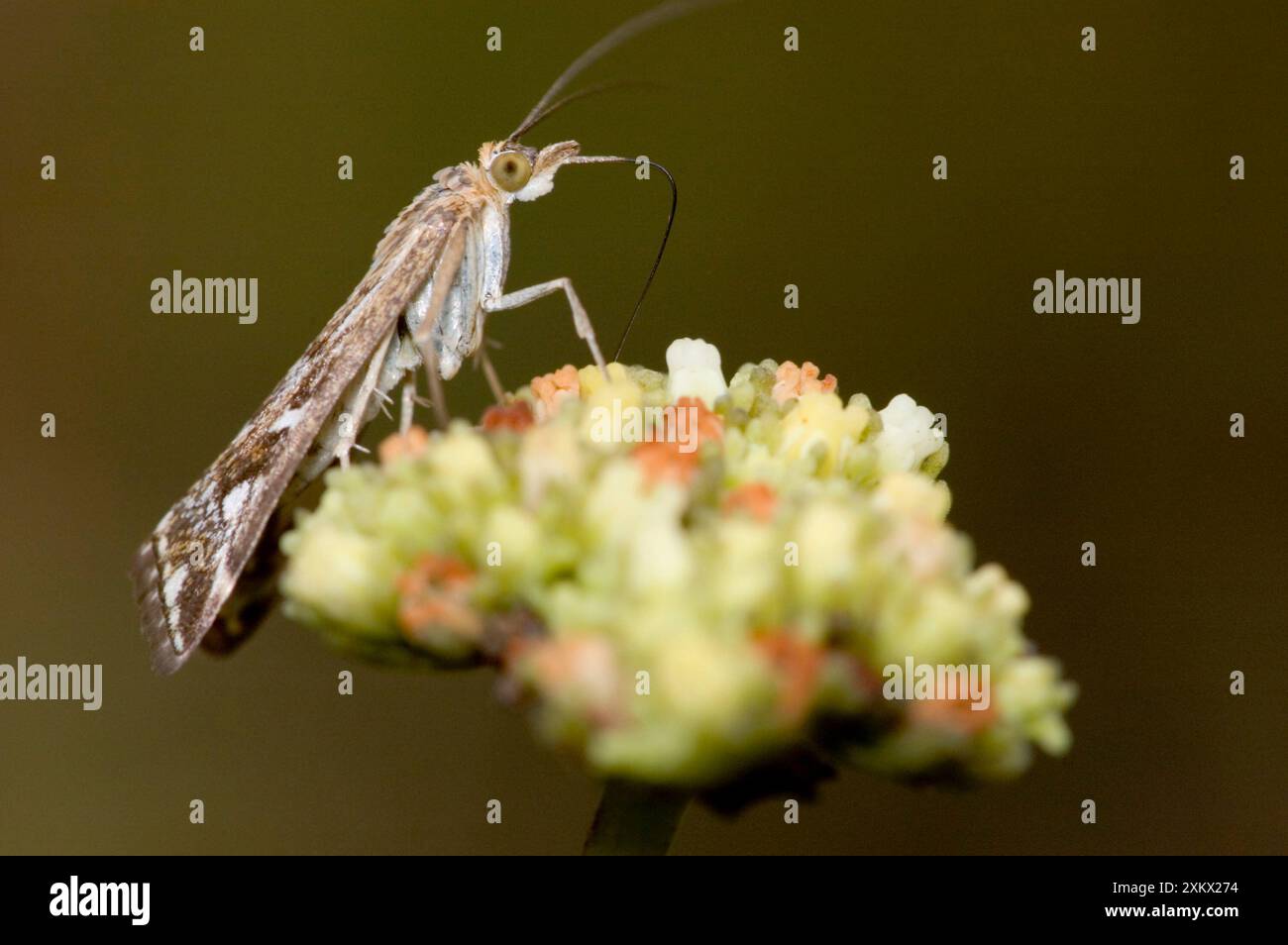 Visiting insects hi-res stock photography and images - Alamy