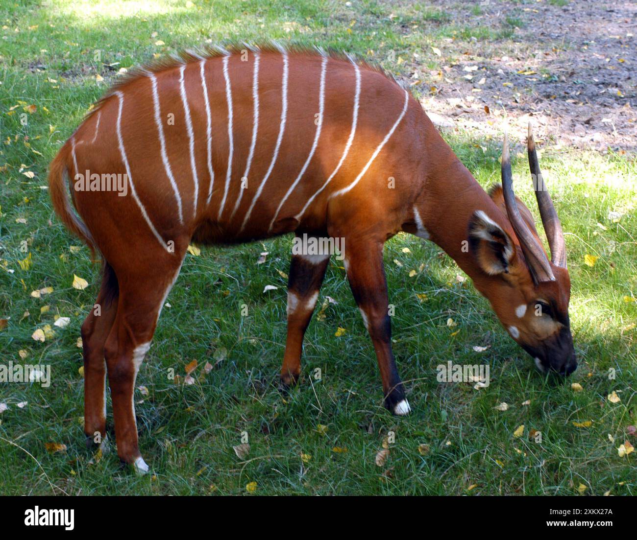 Male bongo hi-res stock photography and images - Alamy