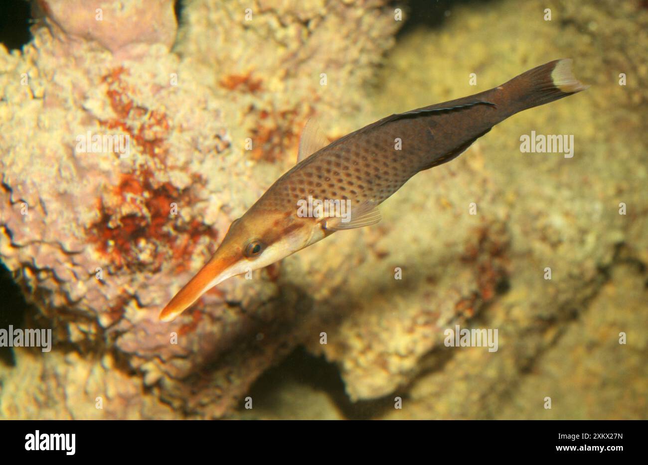Birdmouth / Bird Wrasse Fish Stock Photo - Alamy