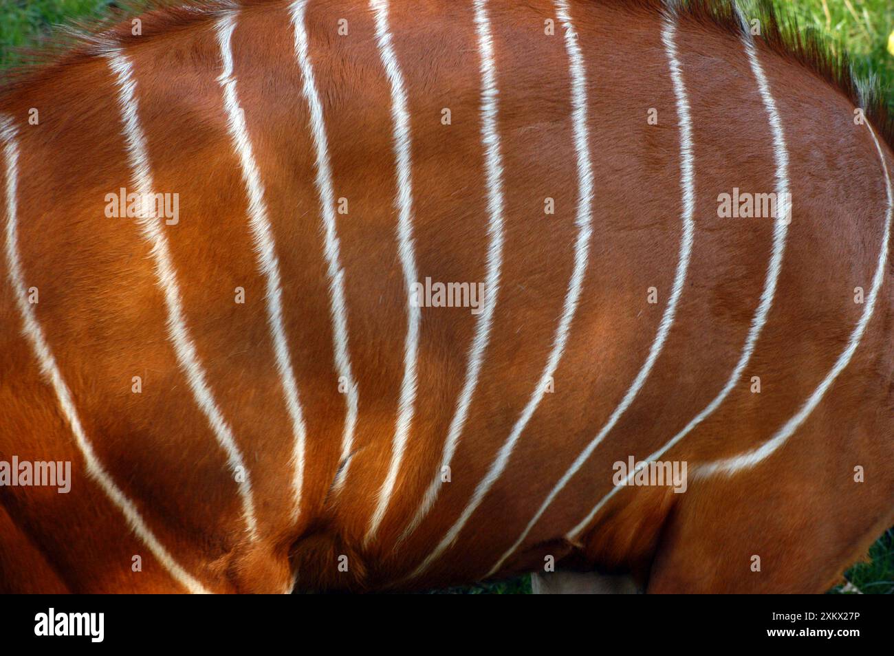 Bongo Antelope - male, showing markings / stripes Stock Photo - Alamy