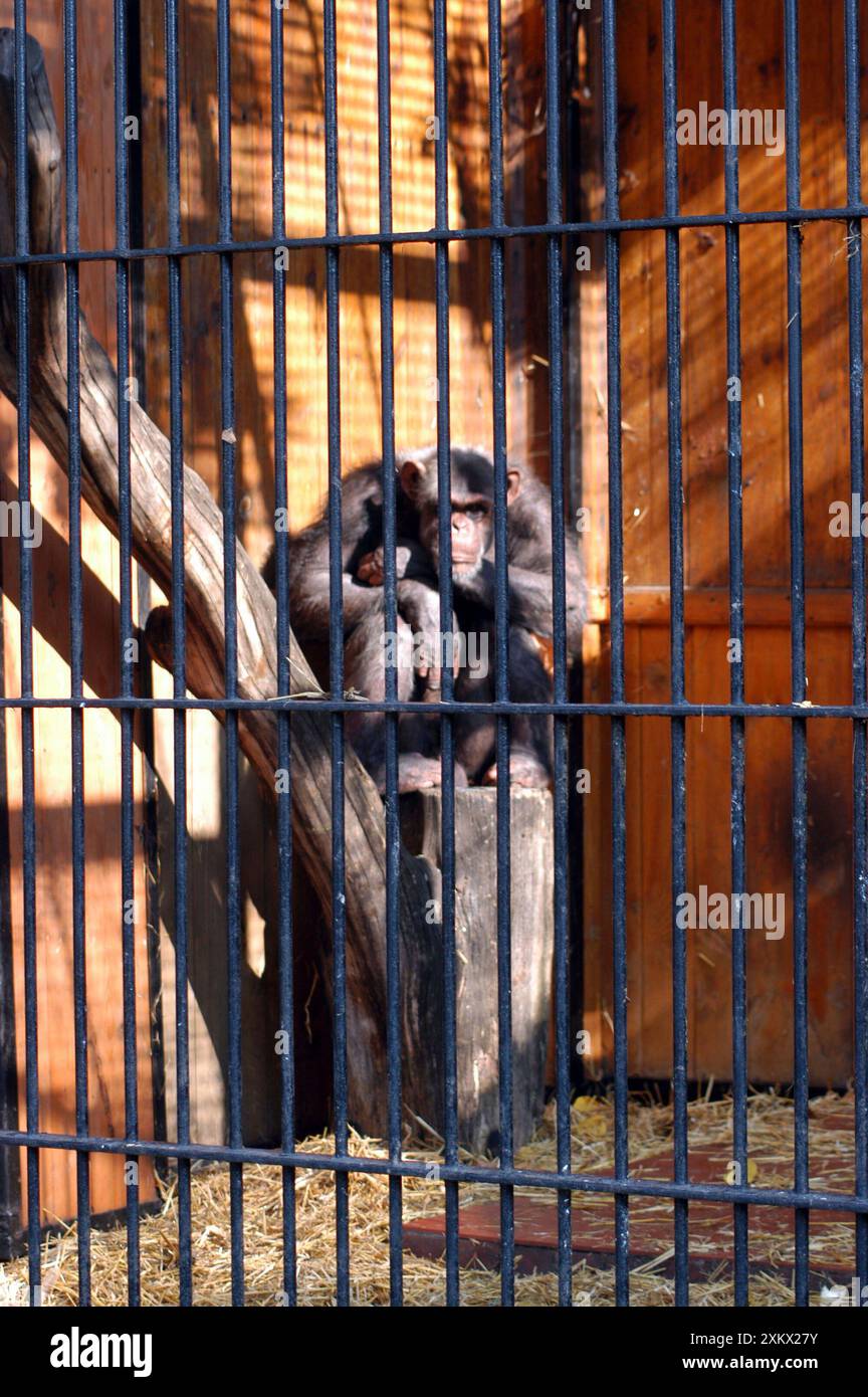 Chimpanzee, 20 years in captivity (Warsaw 2005 Stock Photo - Alamy