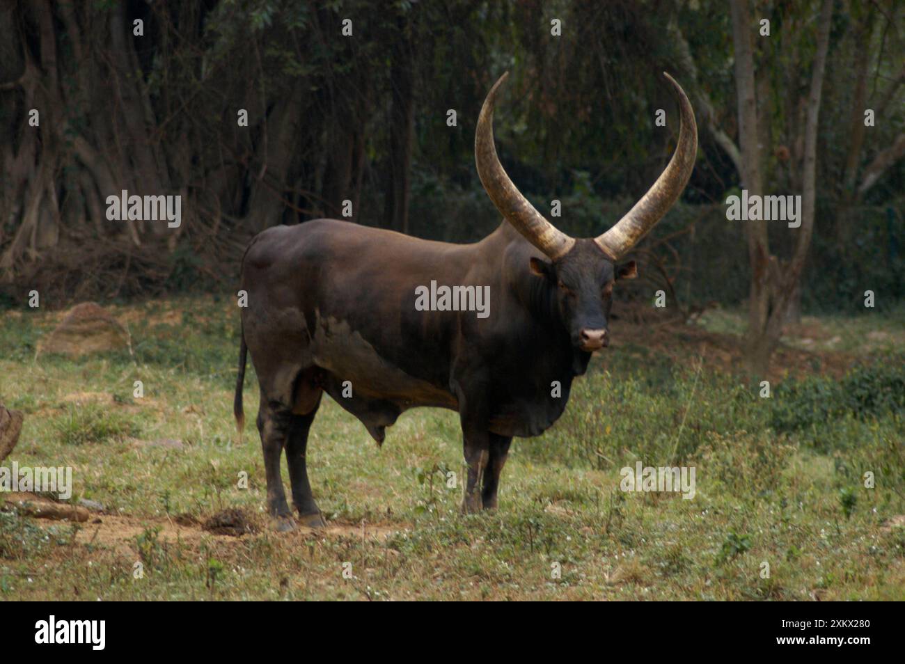 Ankole bull hi-res stock photography and images - Alamy