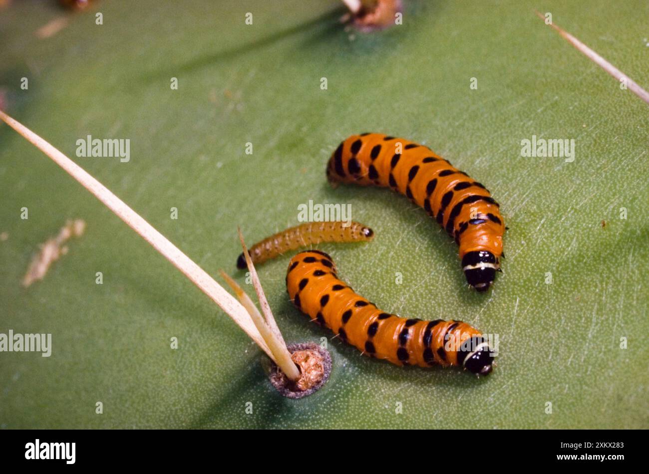 Prickly Pear Moth - Mature and young larvae on Stock Photo - Alamy