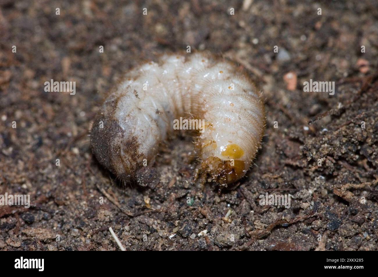 Chafer beetle larvae hi-res stock photography and images - Alamy