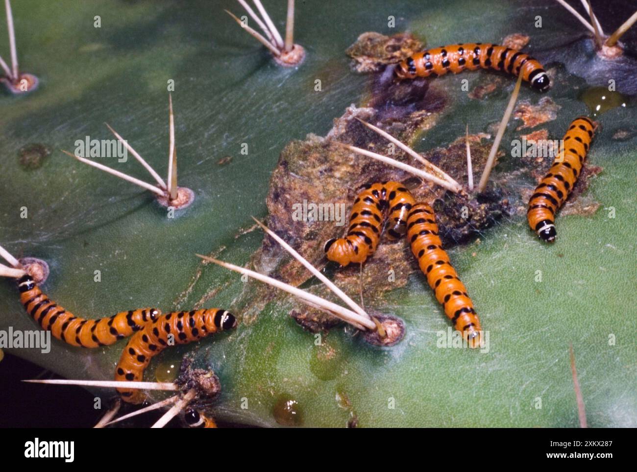 Mature Prickly Pear Moth larvae on cladode of prickly pear Stock Photo ...