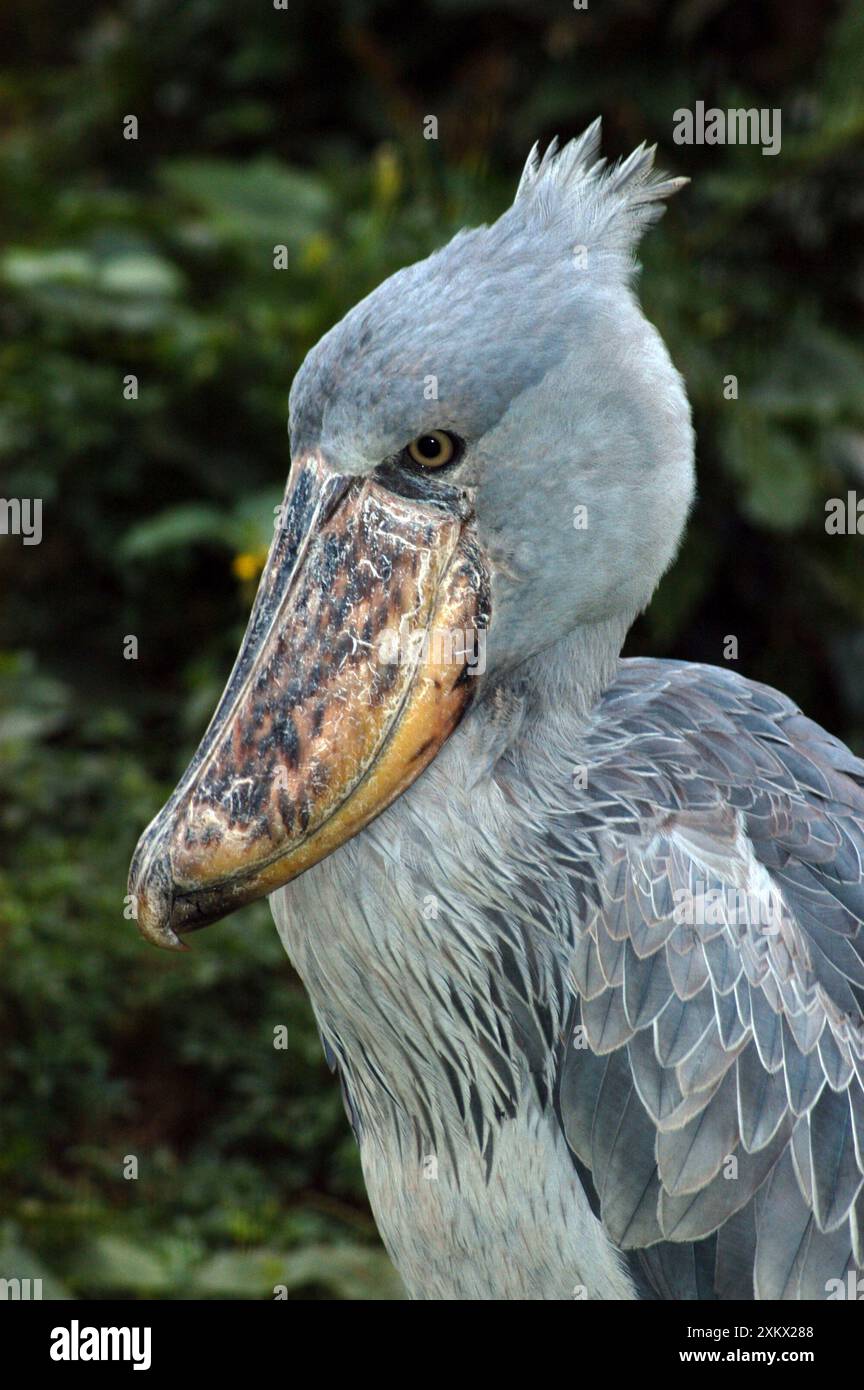 Shoebill / Whale-headed Stork Stock Photo - Alamy