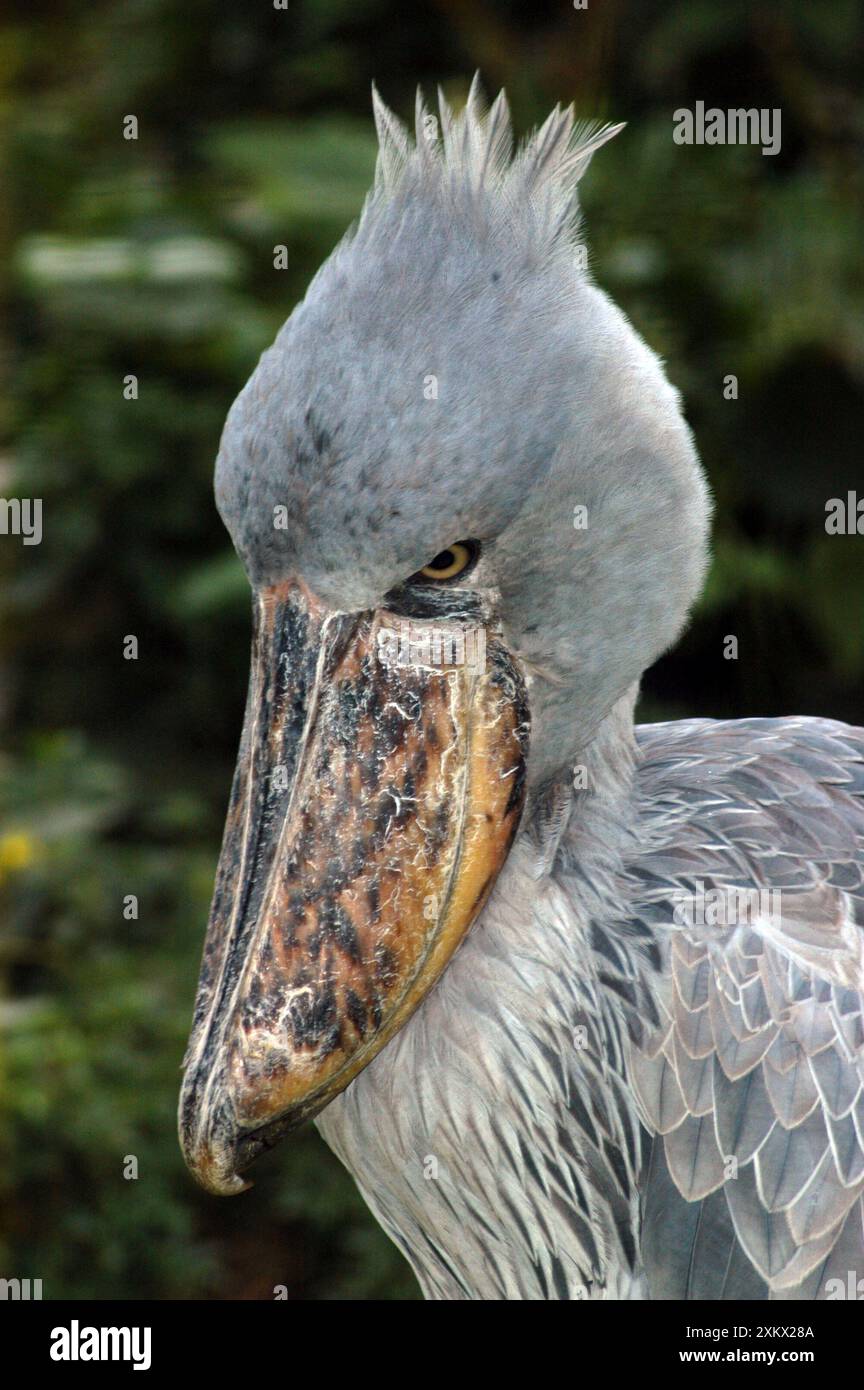 Shoebill / Whale-headed Stork Stock Photo - Alamy