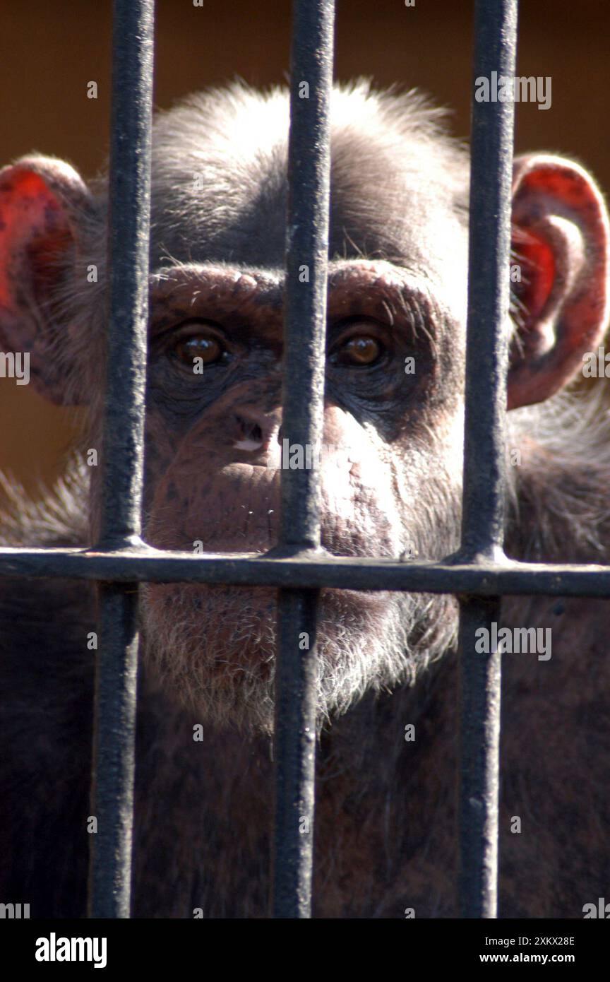 Chimpanzees in cages hi-res stock photography and images - Alamy