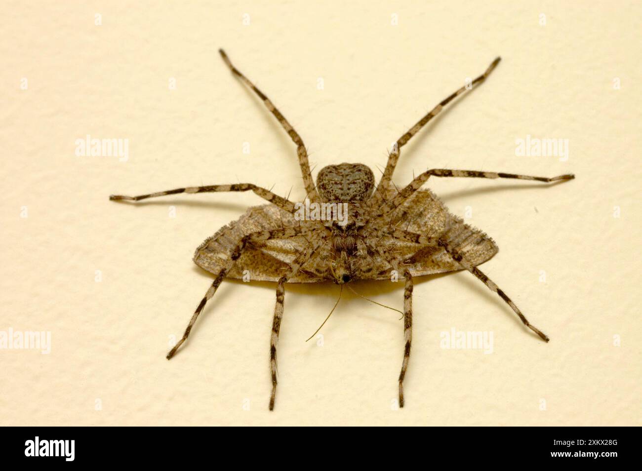 Flatty hi-res stock photography and images - Alamy